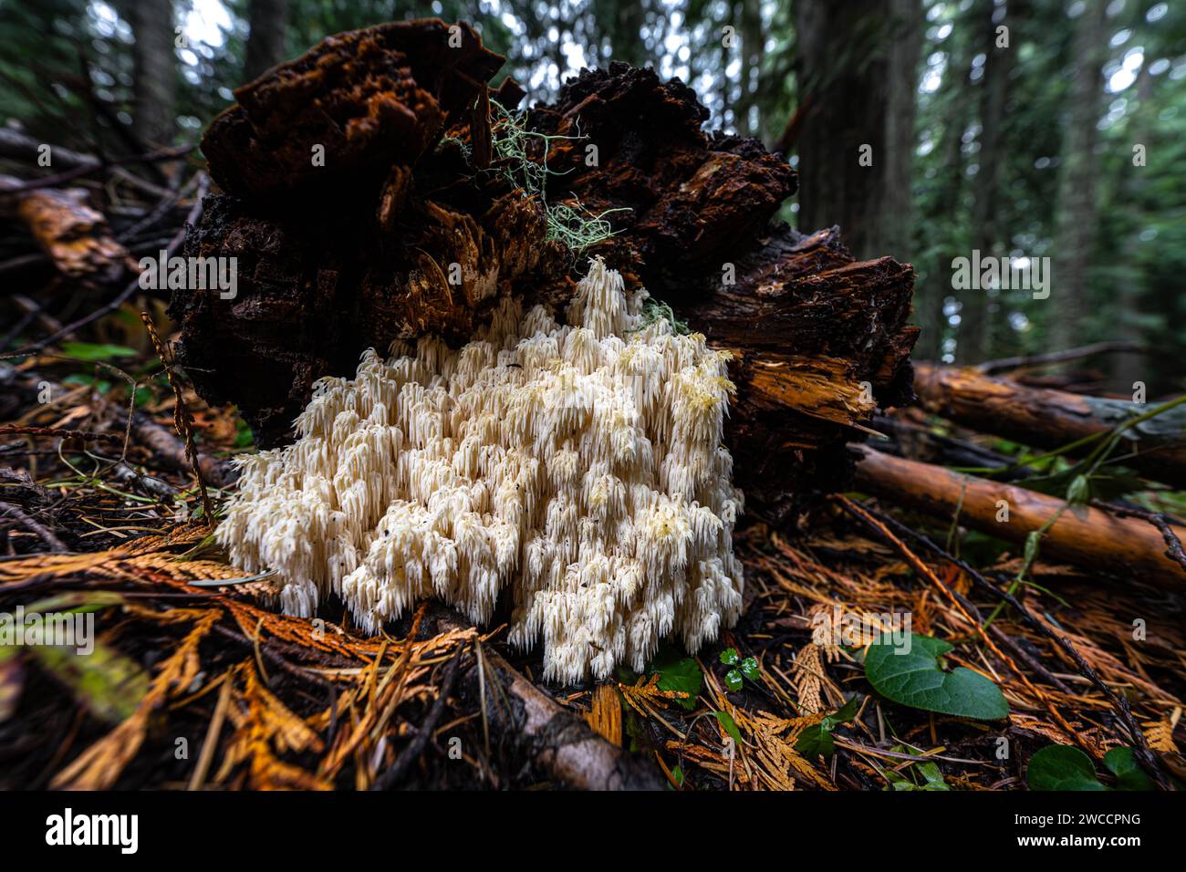 Bear's Head Tooth (Hericium americanum) Fungus Stock Photo - Alamy