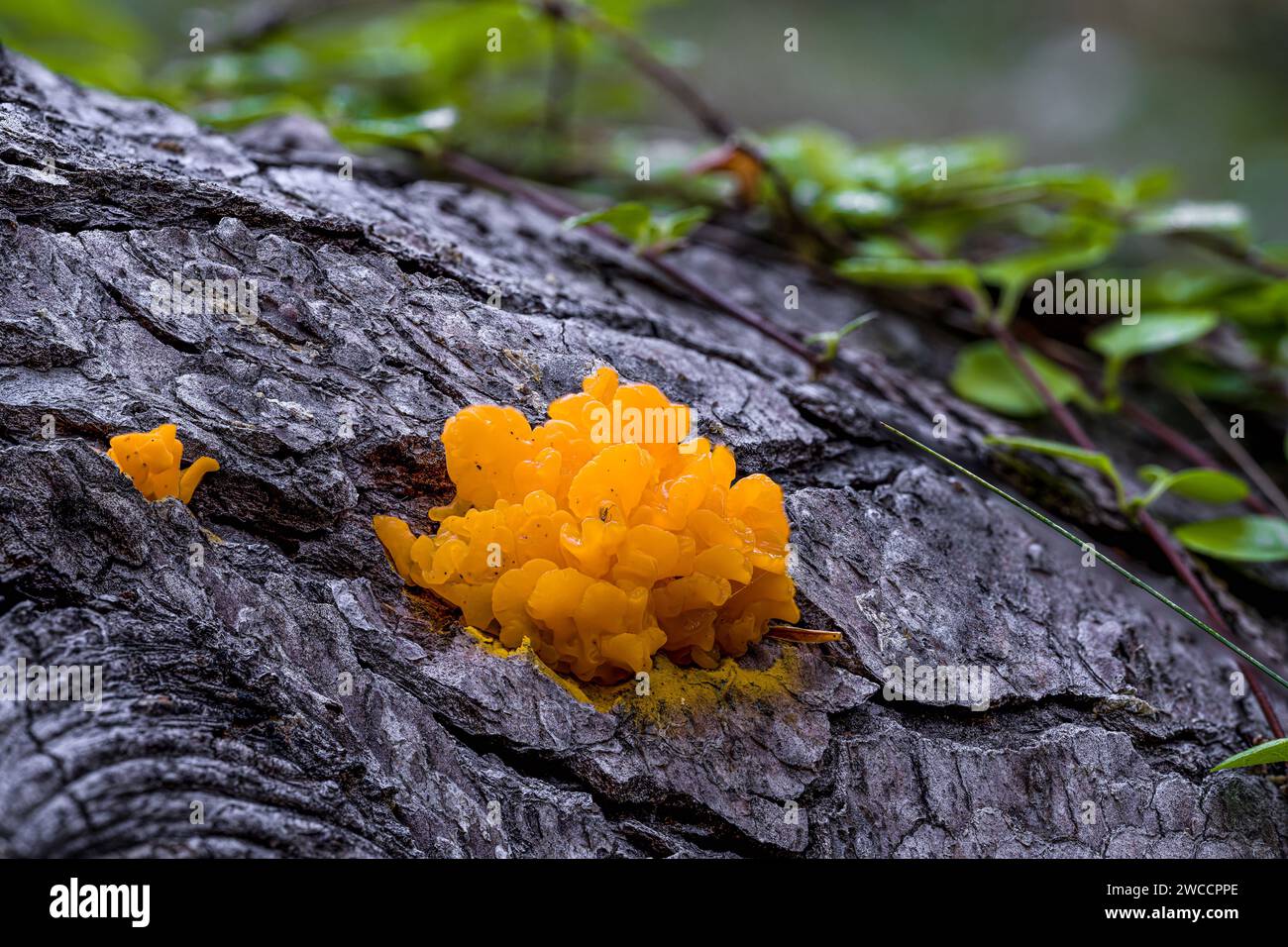 Golden Ear (Naematelia aurantia) Fungus Stock Photo - Alamy