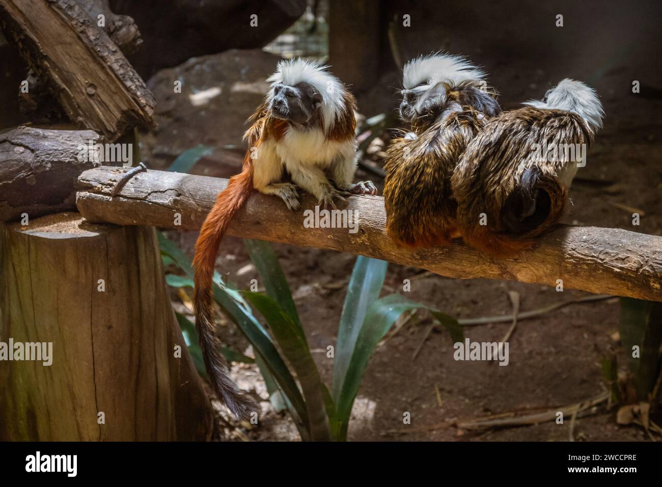 Baby tamarin sitting on tree hi-res stock photography and images - Alamy