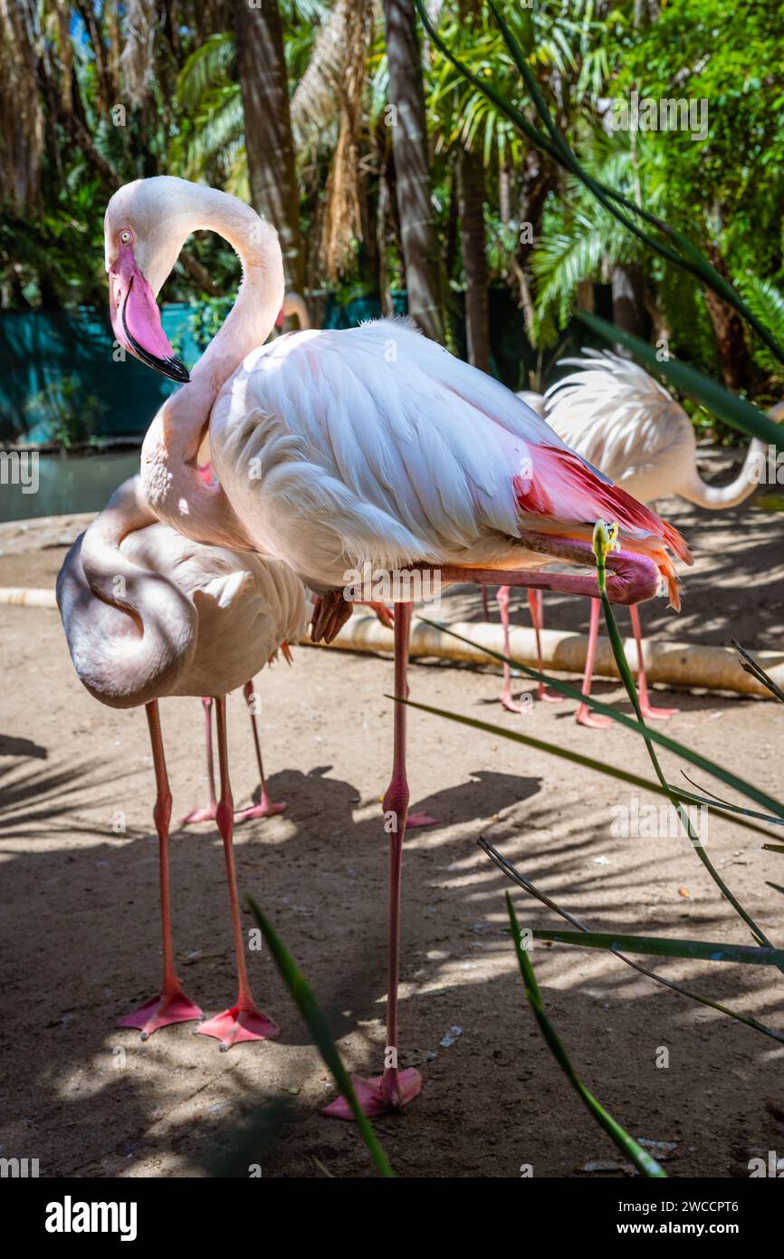 White crane black wing hi-res stock photography and images - Alamy