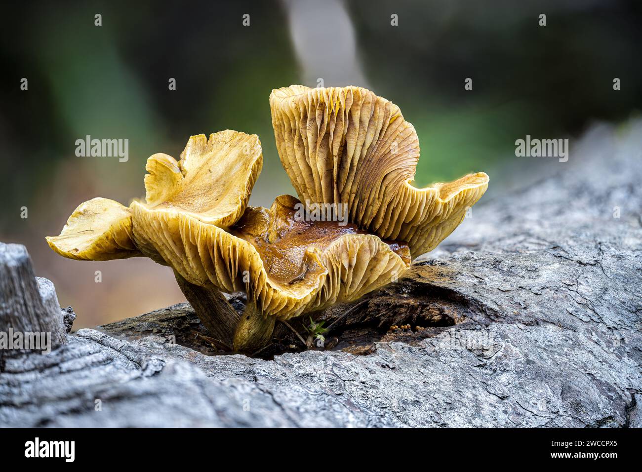 Western Jack-o-Lantern (Omphalotus olivascens) Mushroom Stock Photo - Alamy