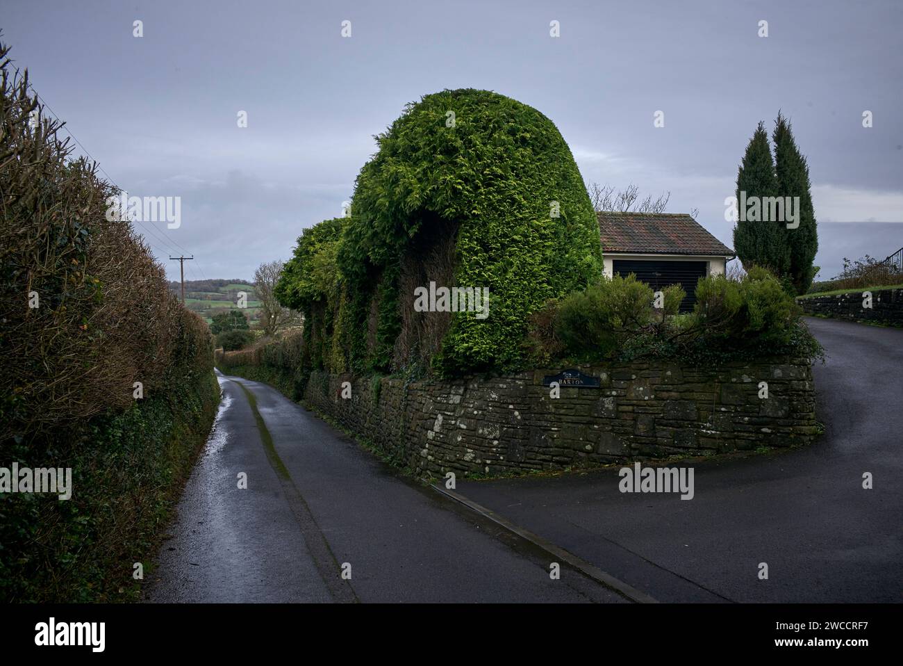 Tree in Compton Martin, Somerset, UK Stock Photo - Alamy