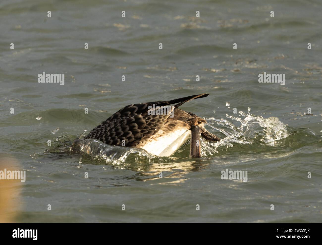 A juvenile Great Northern Diver plunges beneath the surface of the ...
