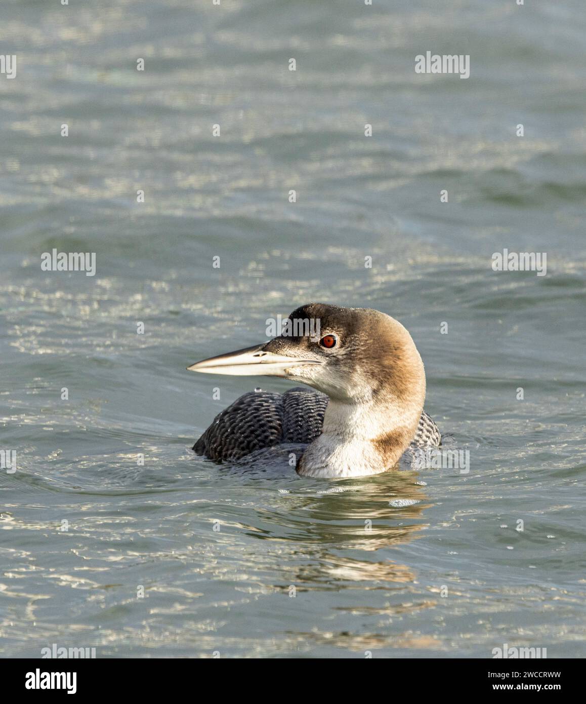 A juvenile Great Northern Diver overwinters in UK coastal waters. They ...