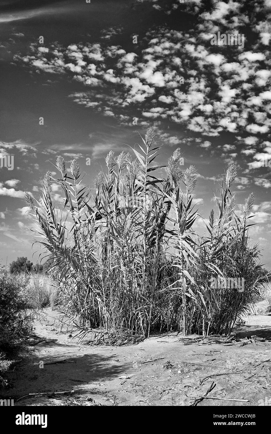 Pila (Ro), Po River Delta, Italy, , a plant of common reed in the free ...