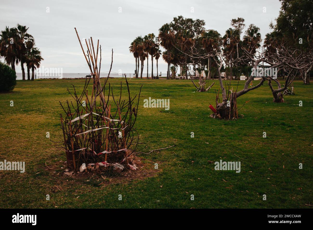 Garden wooden structure for tree support. Garden obelisk supporting a ...