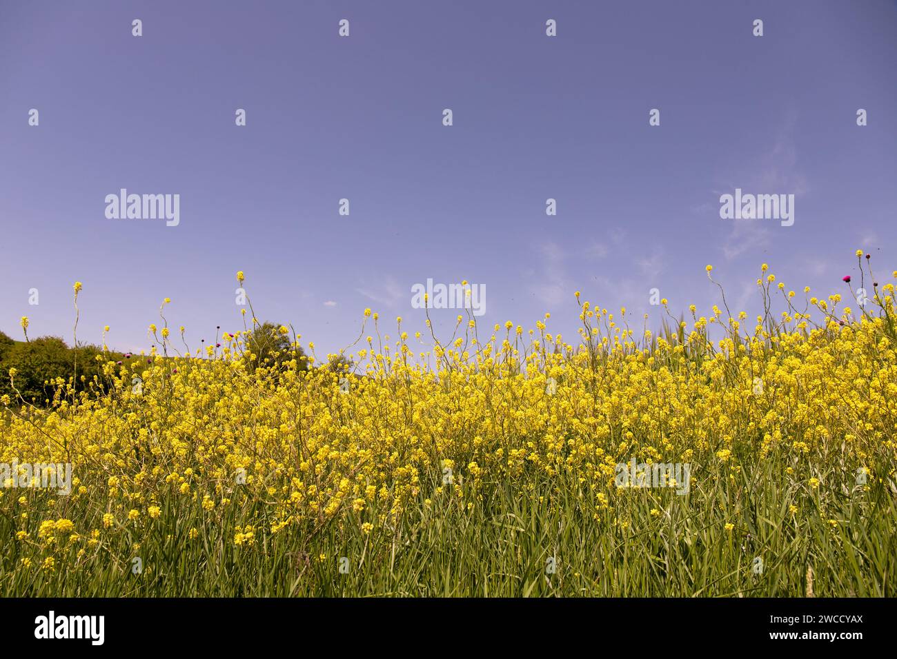 Large yellow field of blooming rapeseed. Azerbaijan Stock Photo - Alamy