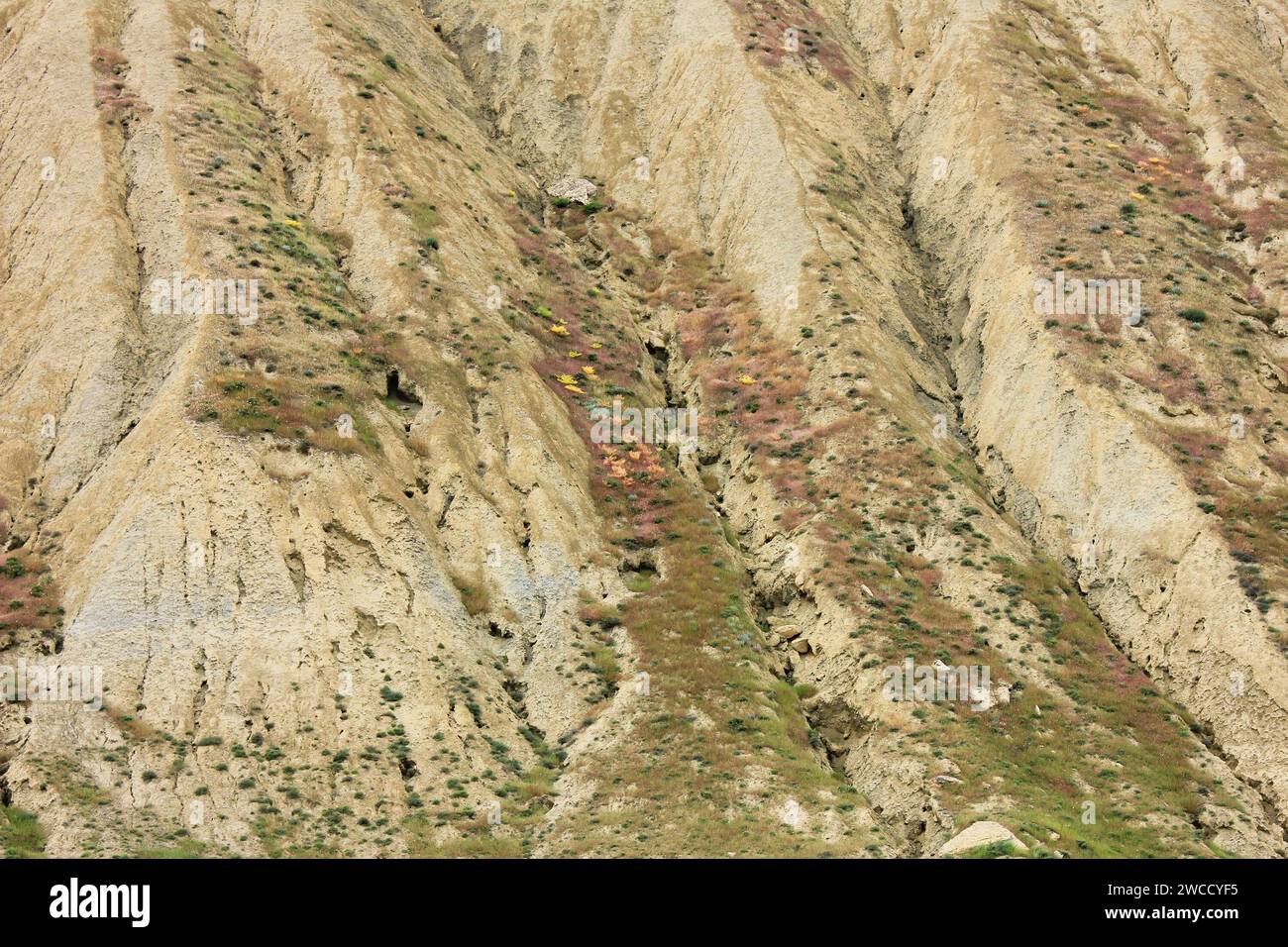 Colored bushes on a steep slope in the mountains Stock Photo - Alamy
