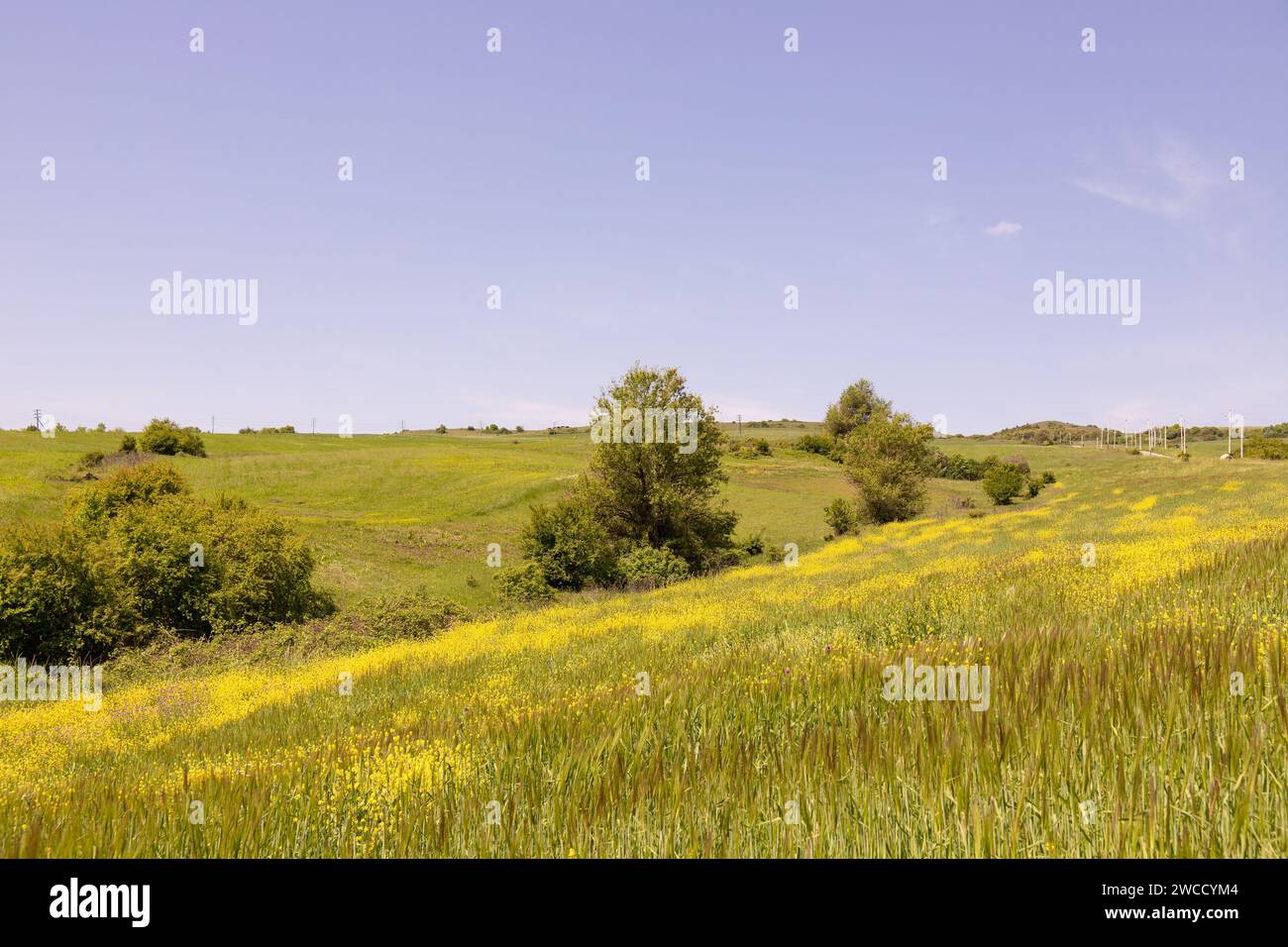 Large yellow field of blooming rapeseed. Chukhuryurd. Azerbaijan Stock Photo - Alamy