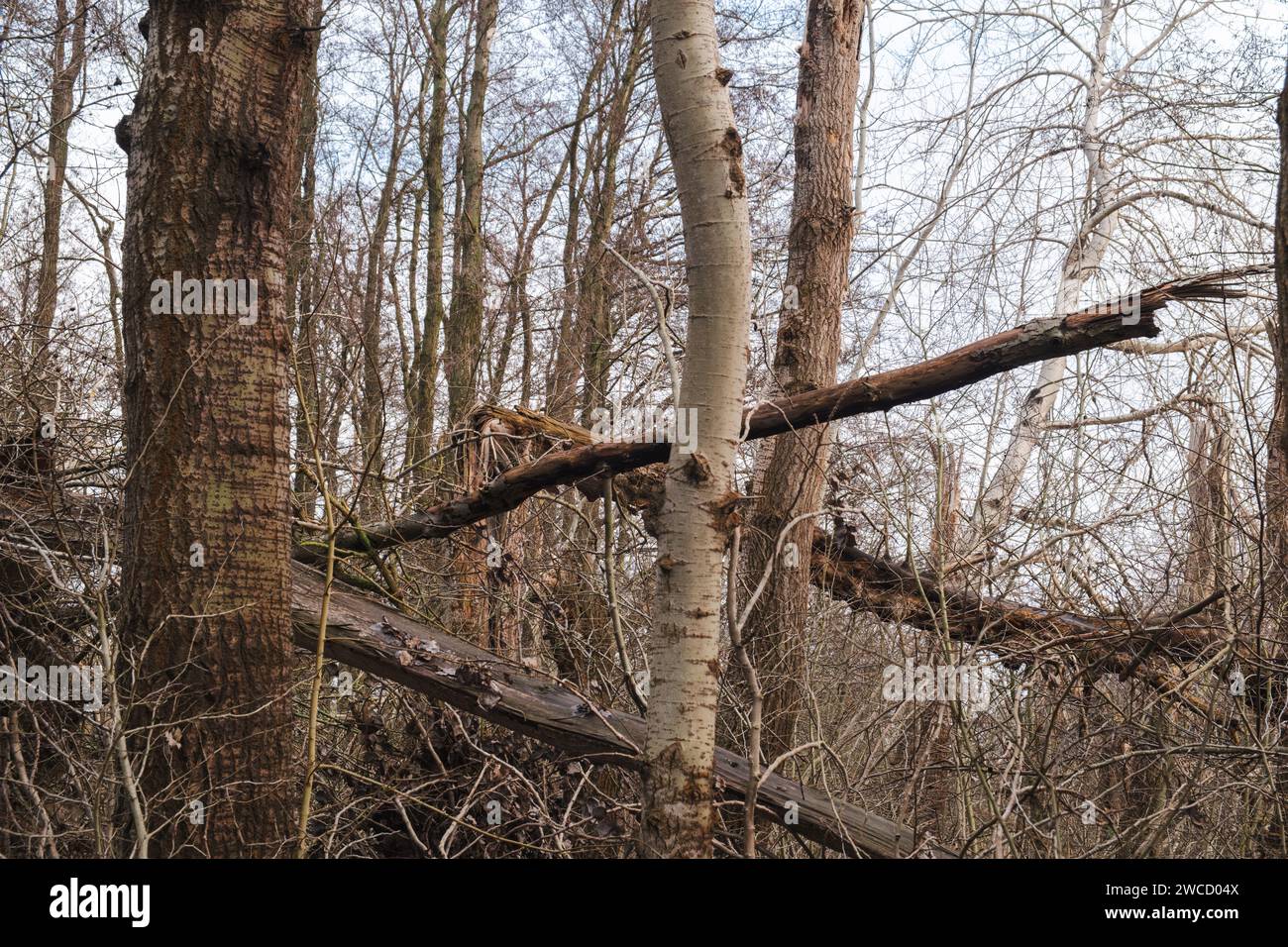 Cutting down a broken tree hi-res stock photography and images - Alamy
