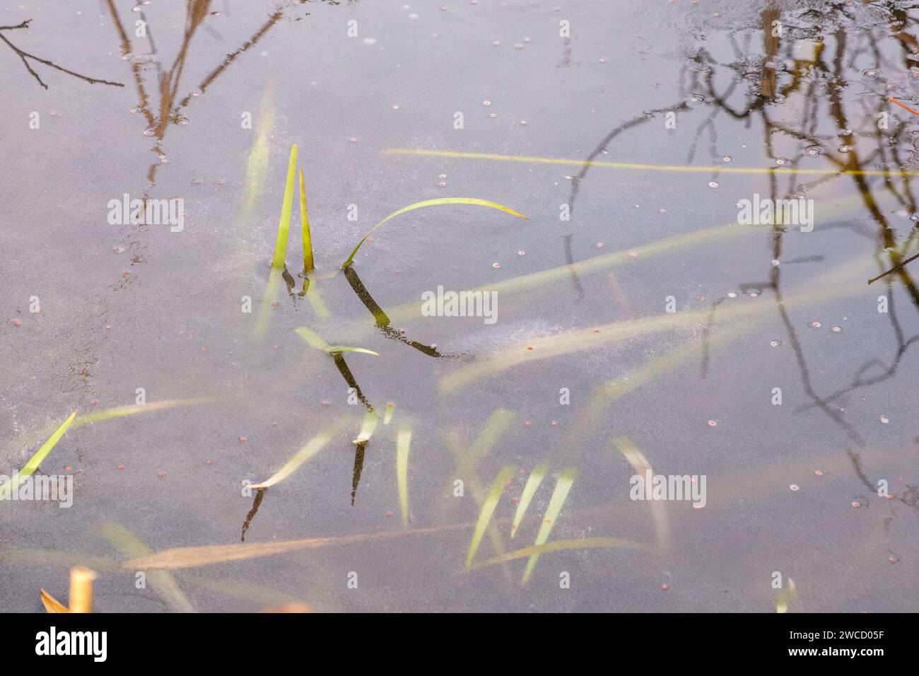 the water surface of a pond is frozen over and plants are trapped in it ...