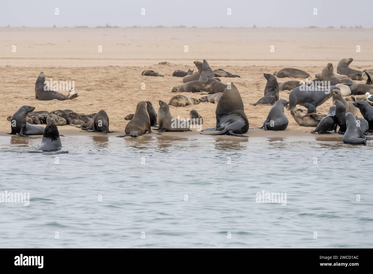 seal group on foreshore, shot in bright late spring cloudy light at ...