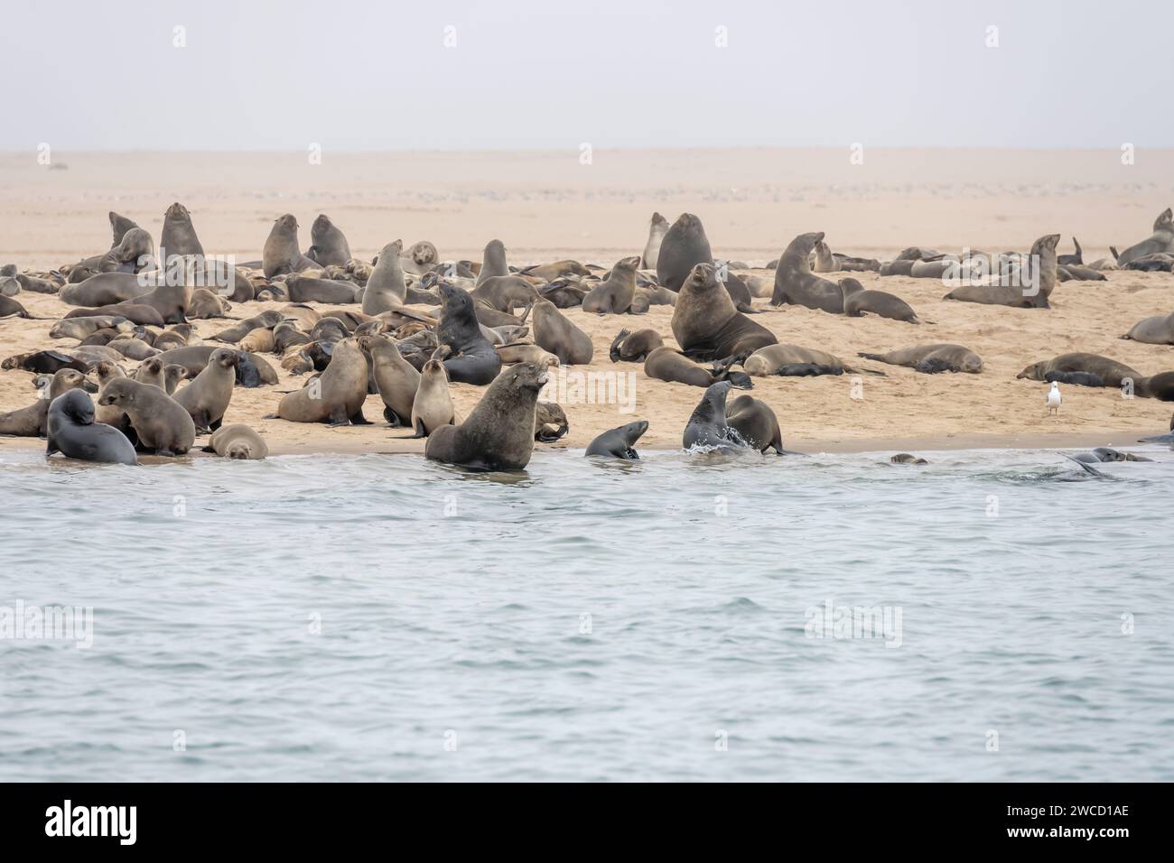 big seal group on foreshore, shot in bright late spring cloudy light at ...