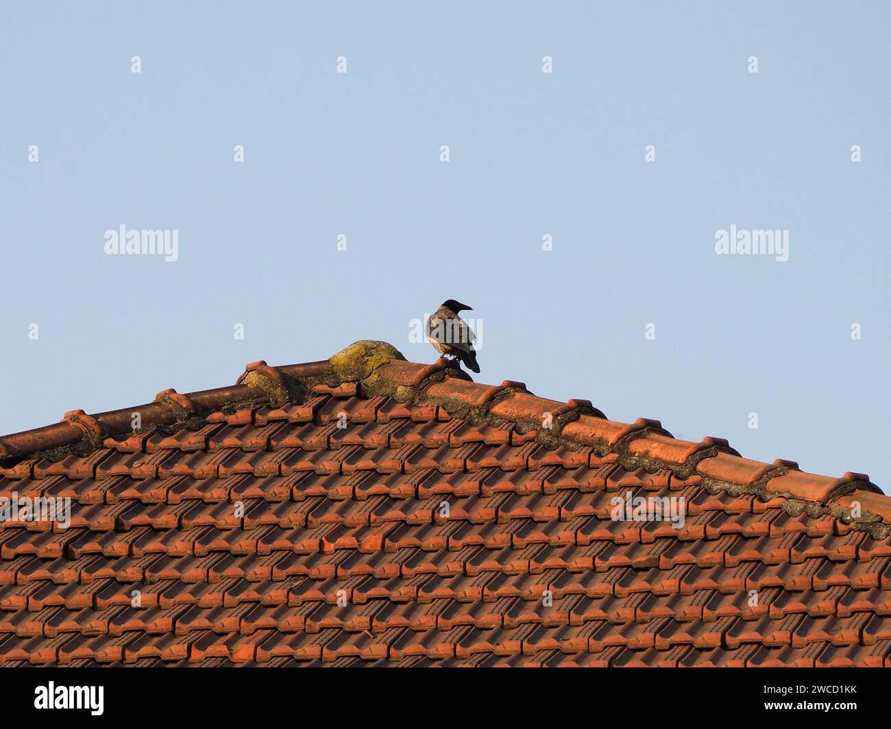 Aves class of birds hi-res stock photography and images - Alamy