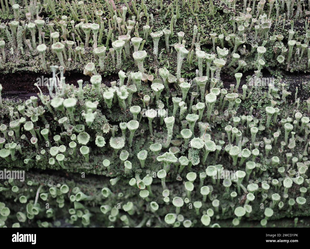 Asahinae pixie cup lichen hi-res stock photography and images - Alamy