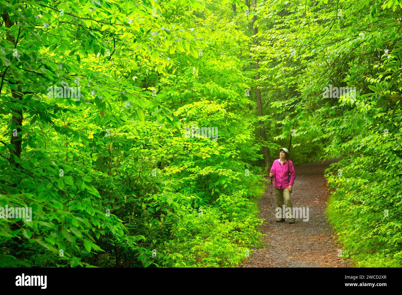Hawk Falls Trail, Hickory Run State Park, Pennsylvania Stock Photo - Alamy