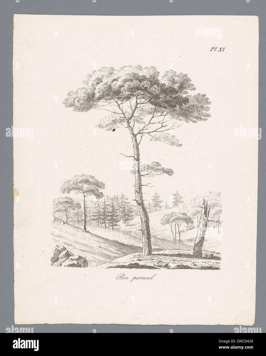 Parasolden, J. Bernard, c. 1820 - 1833 print Mulhouse paper trees: pine ...