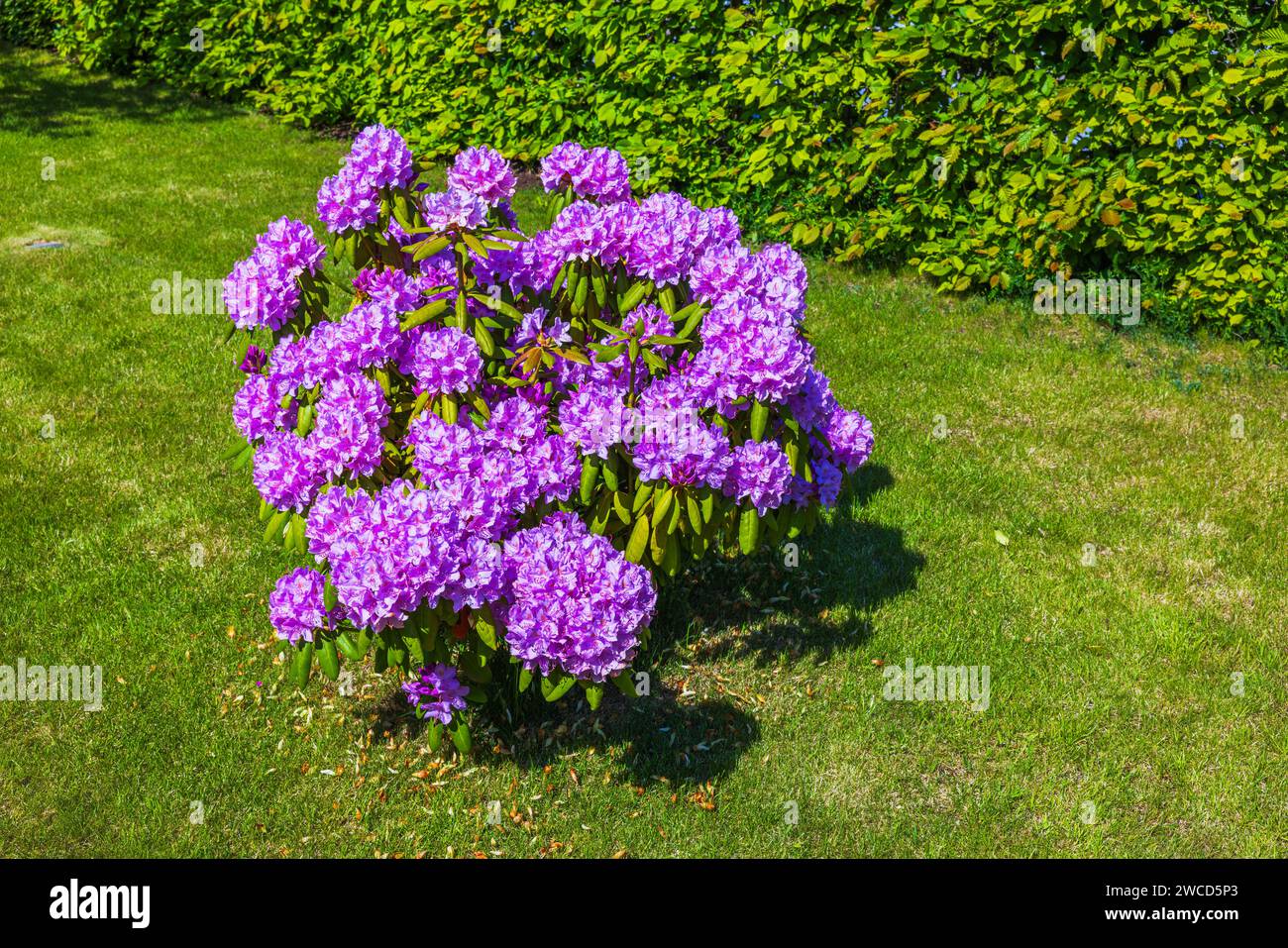 Enchanting scene of vibrant purple rhododendrons in full bloom, gracing ...
