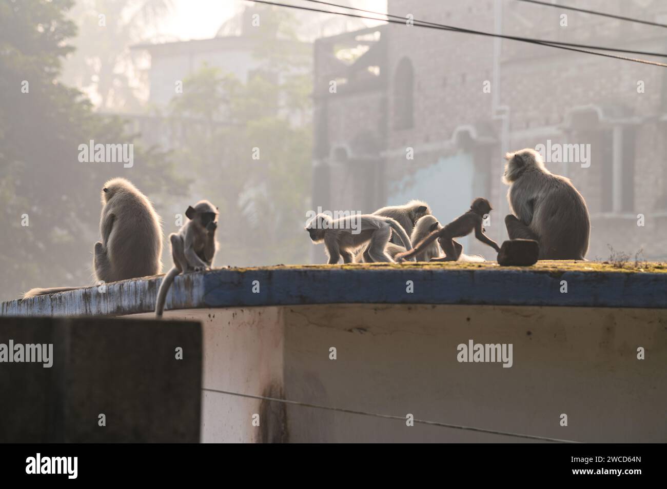 Monkeys day out tehatta hi-res stock photography and images - Alamy