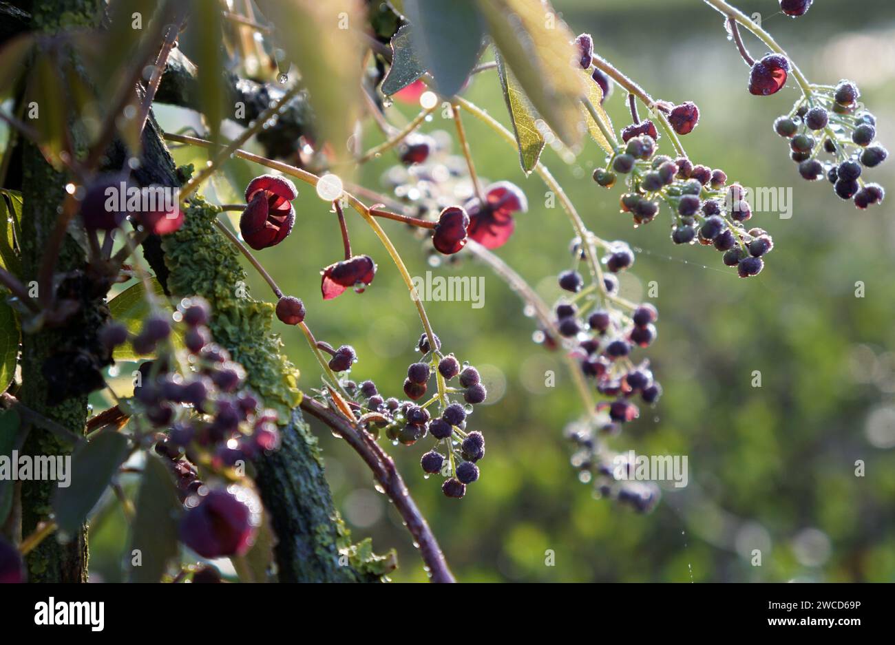 Dark red flowers of the chocolat vine or Akebia quinata covered with ...