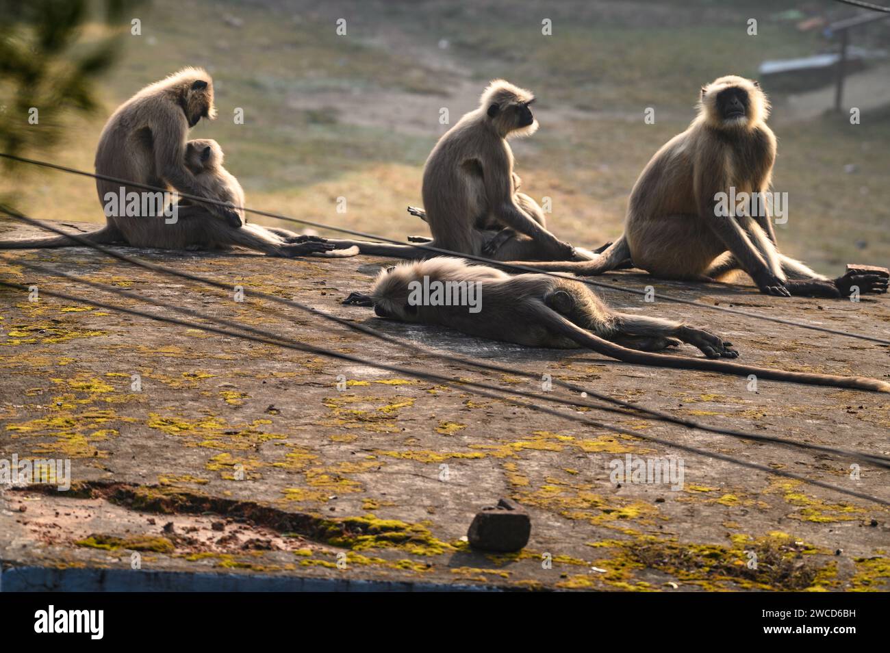 Monkeys day out tehatta hi-res stock photography and images - Alamy