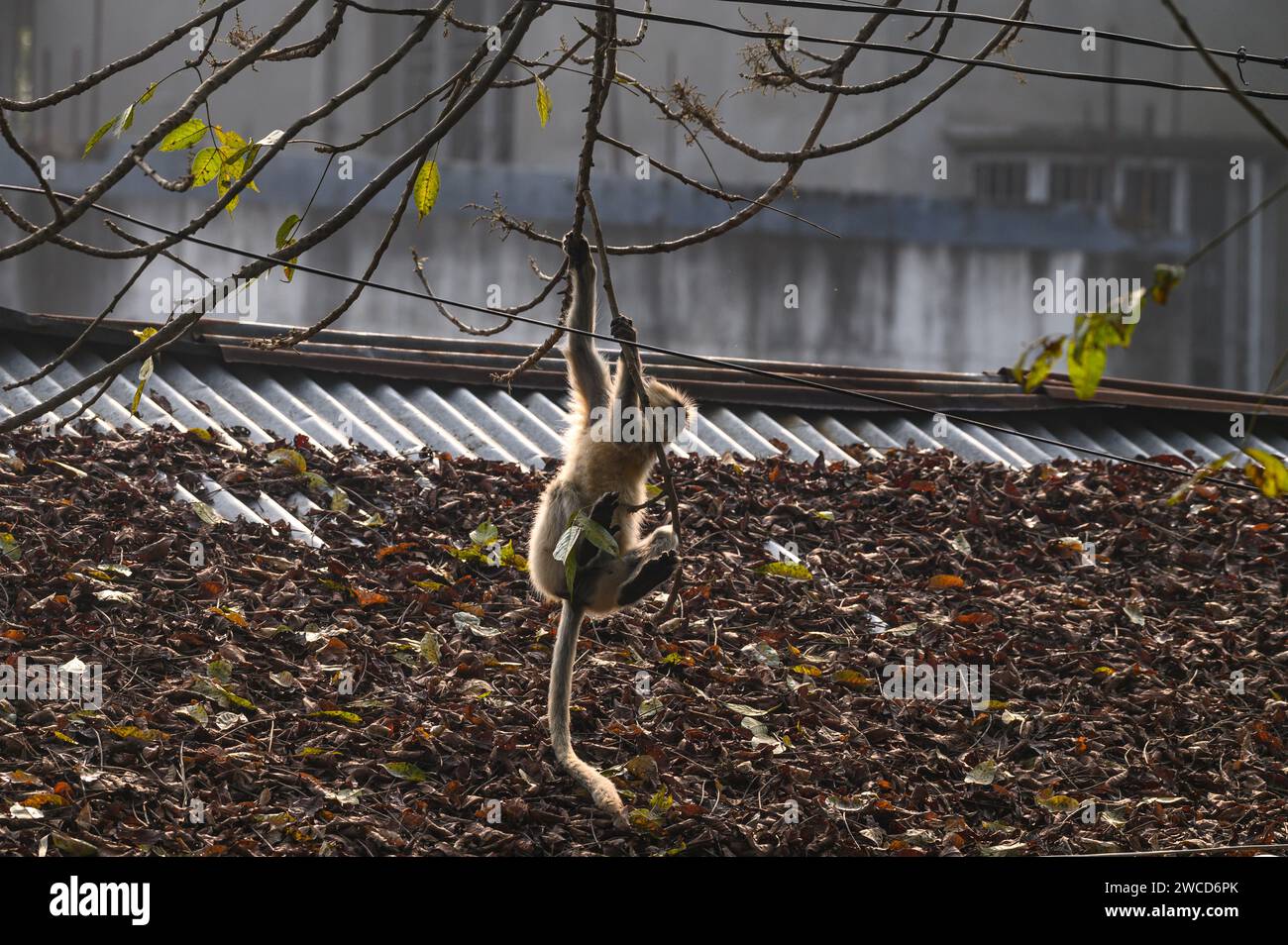 A group of hanuman langur or hanuman monkeys sunning themselves on the ...