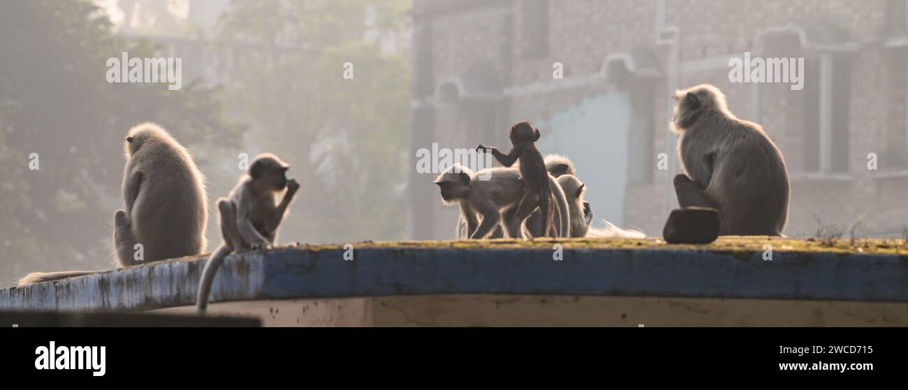 Monkeys day out tehatta hi-res stock photography and images - Alamy