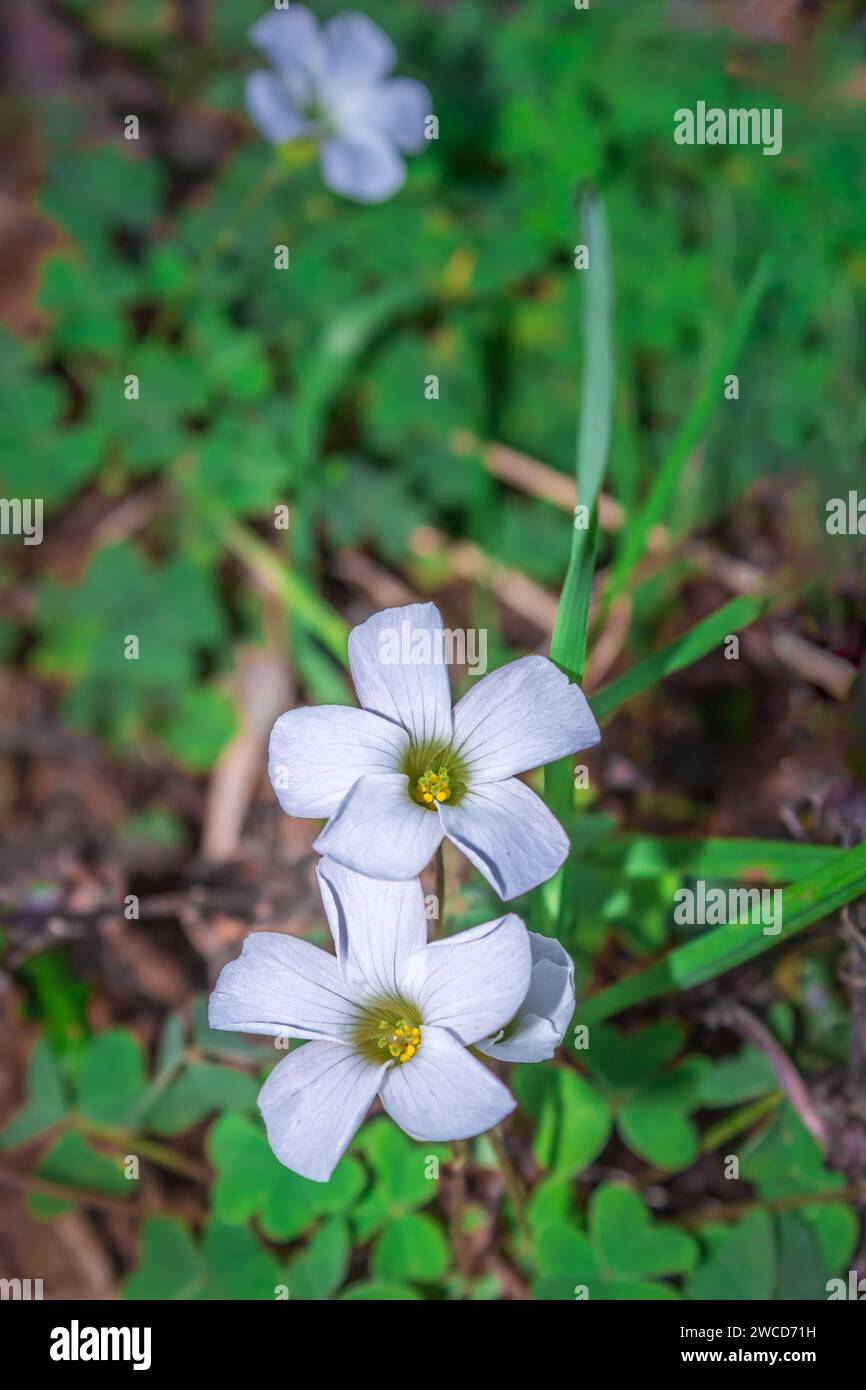(Oxalis incarnata) common pale pink-sorrel during spring, Cape Town ...
