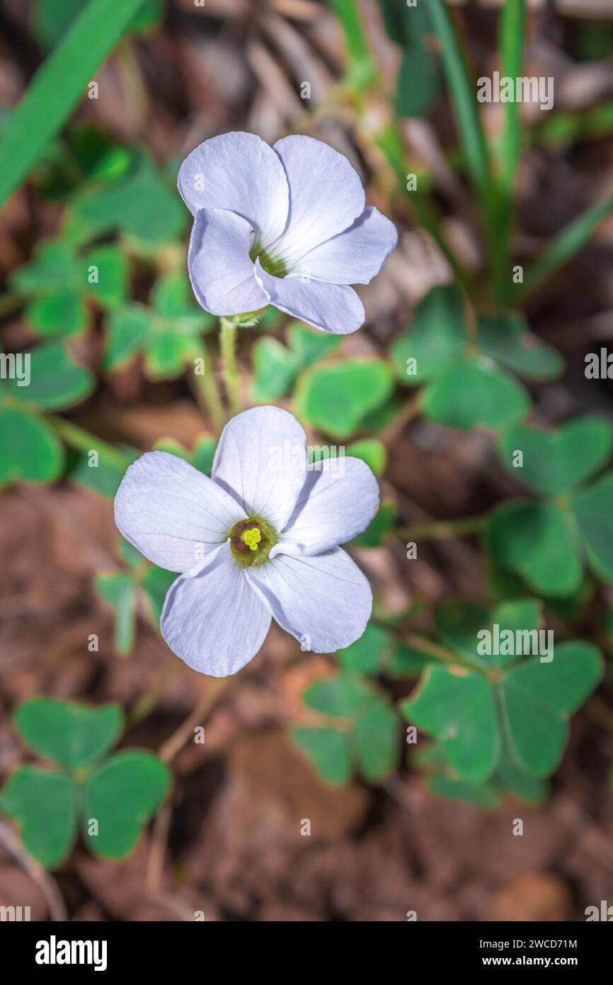 (Oxalis incarnata) common pale pink-sorrel during spring, Cape Town ...