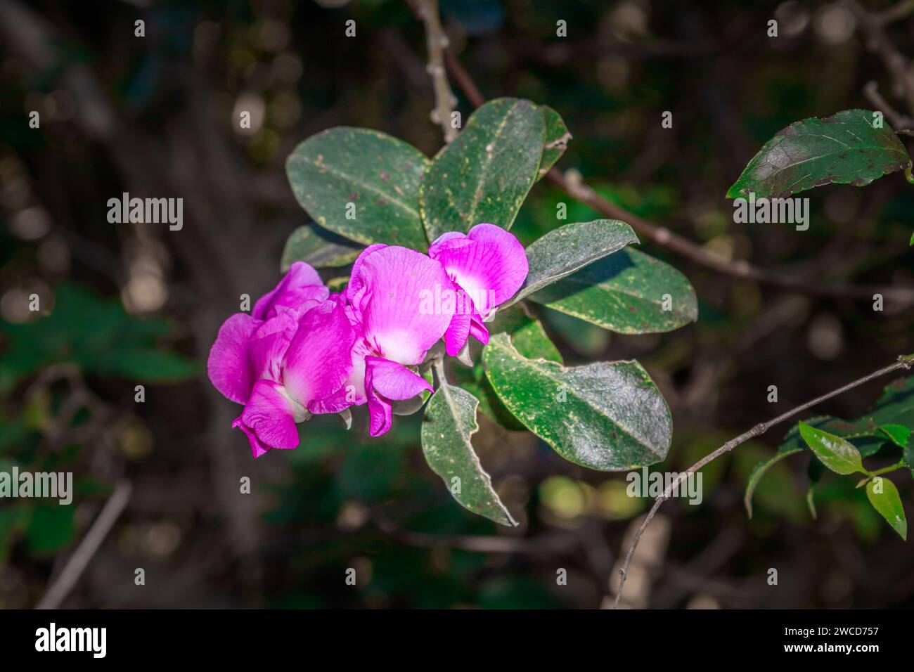 Podalyria flower hi-res stock photography and images - Alamy