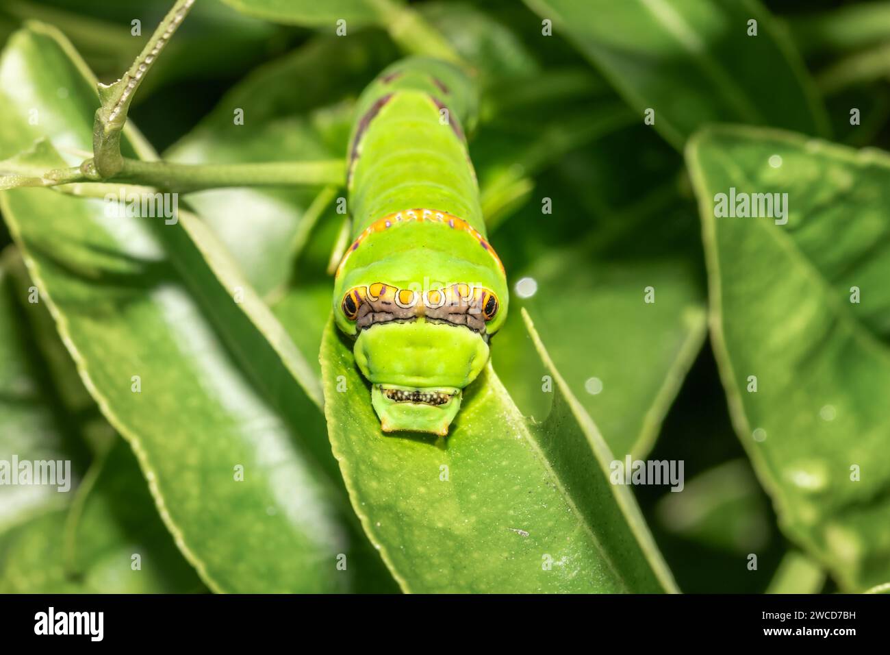 Green Citrus swallowtail caterpillar (Papilio demodocus), Cape Town ...