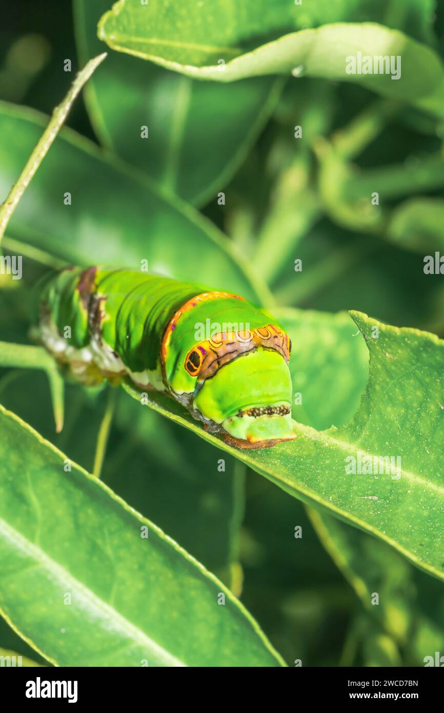 Green Citrus swallowtail caterpillar (Papilio demodocus), Cape Town ...
