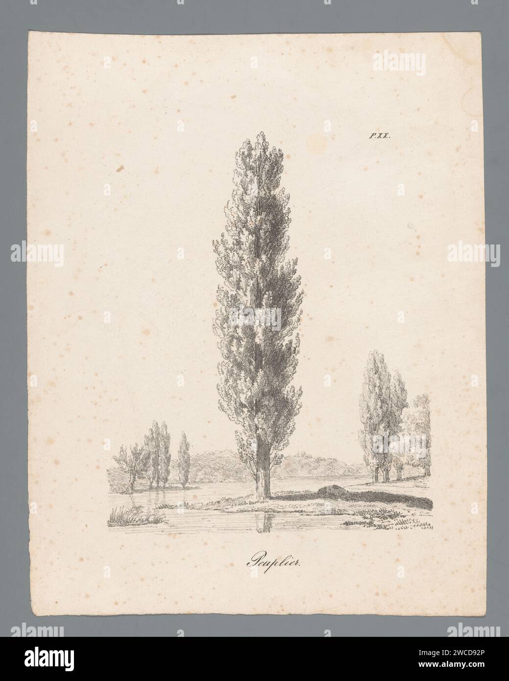 Populier hi-res stock photography and images - Alamy