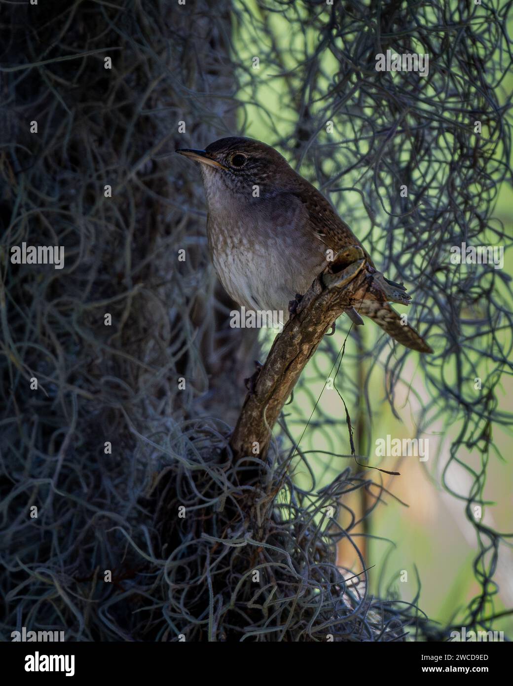 Hiding in the shade hi-res stock photography and images - Alamy
