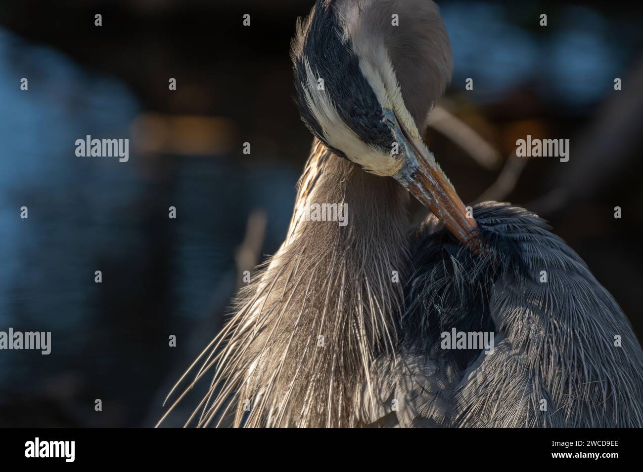 Avian preening hi-res stock photography and images - Alamy