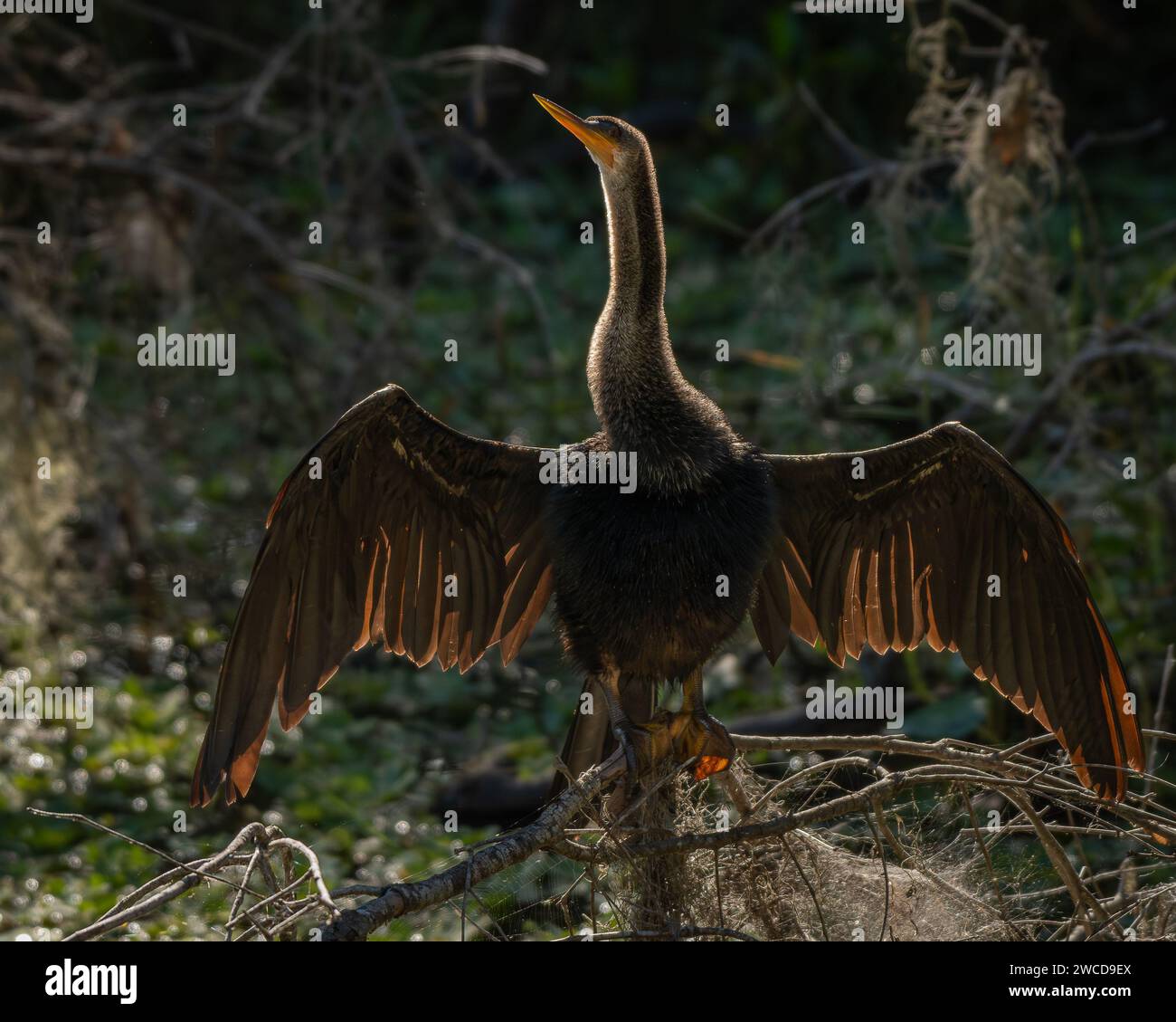 Anhinga drying feathers hi-res stock photography and images - Alamy