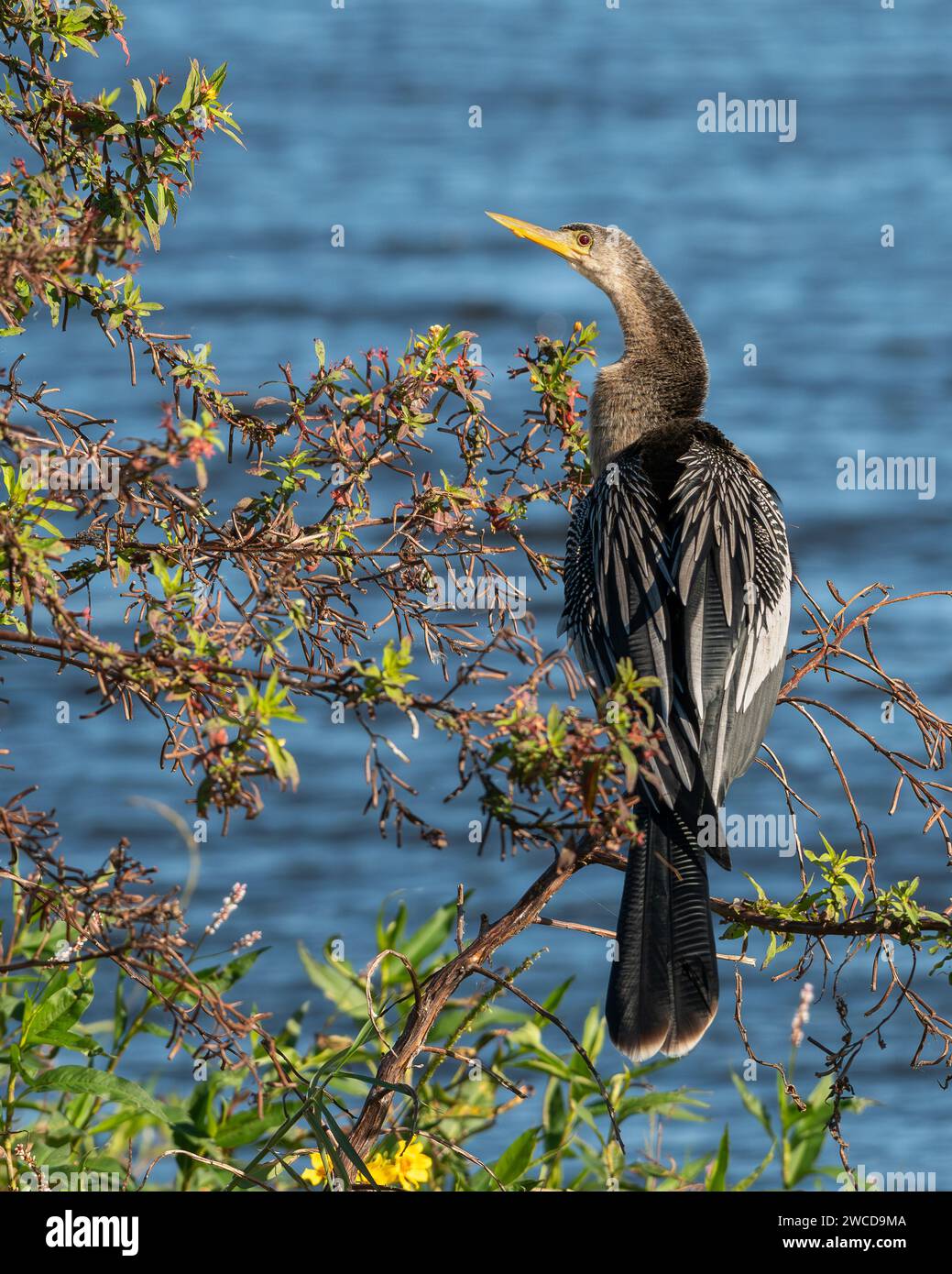 Anhinga in wetlands hi-res stock photography and images - Alamy