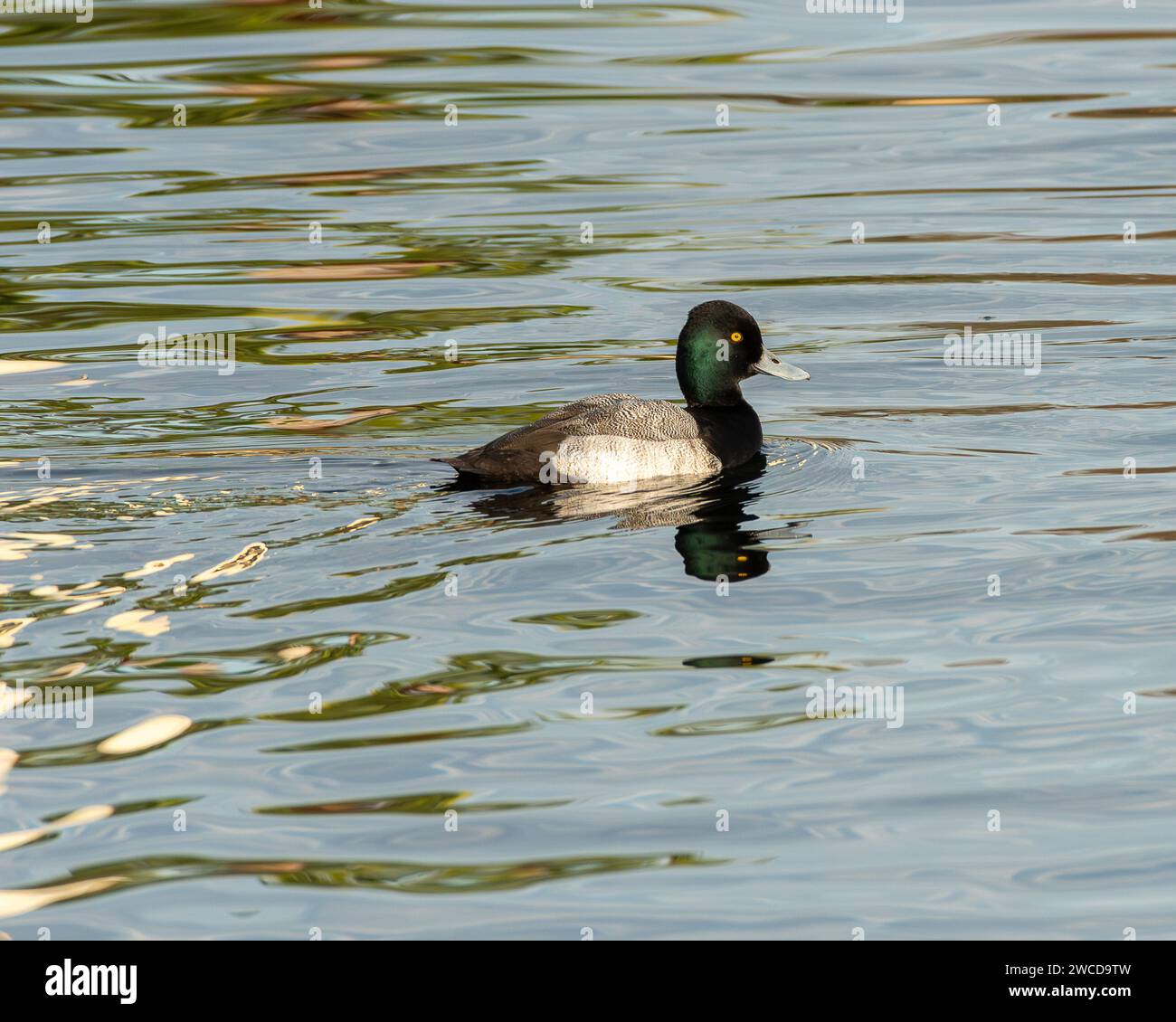 Lesser Scaup Swimming in Profile Stock Photo - Alamy