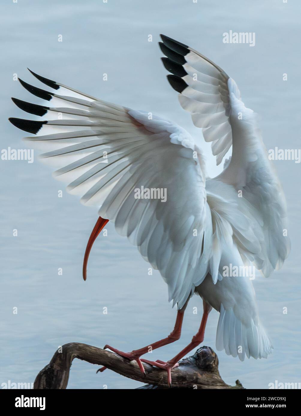 Birds with wings up hi-res stock photography and images - Alamy