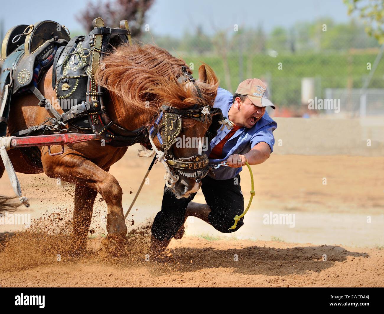 Extreme action in a tug-of-war competition with a man pulling a horse ...