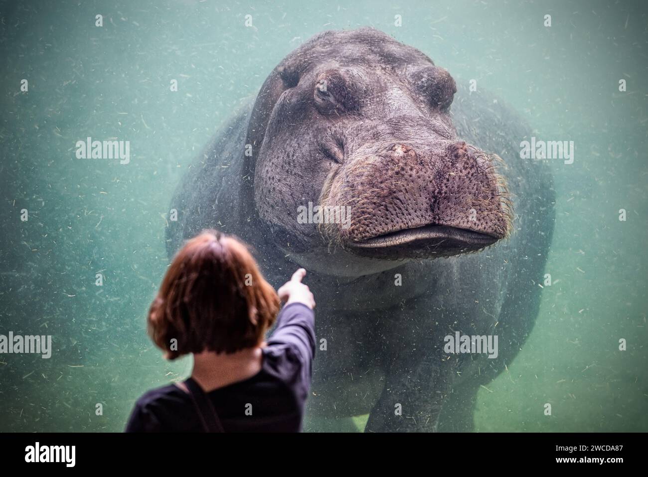 Spectacular image of a girl pointing at a giant hippopotamus in an ...