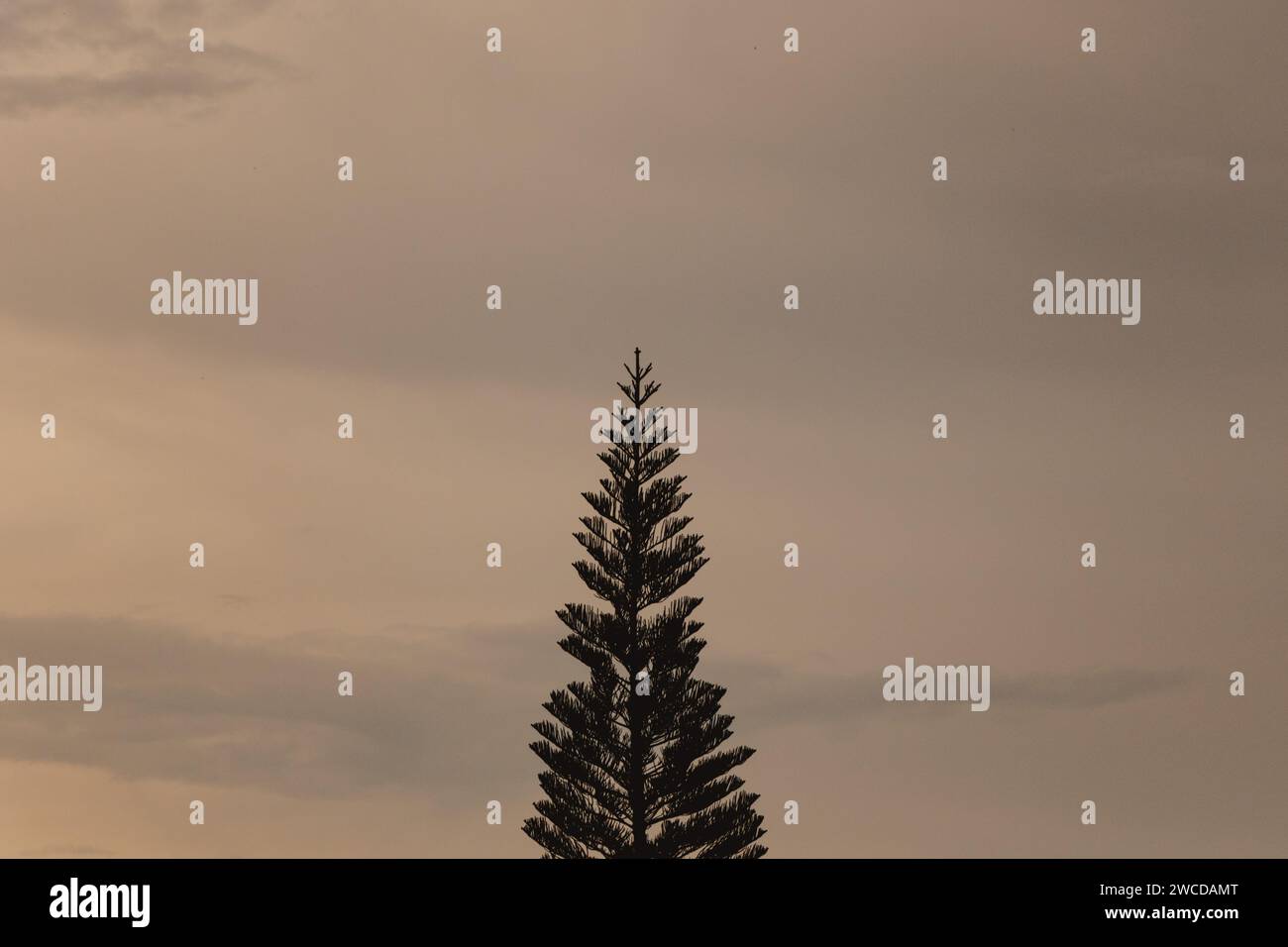 Pine tree tranquil landscape hi-res stock photography and images - Alamy