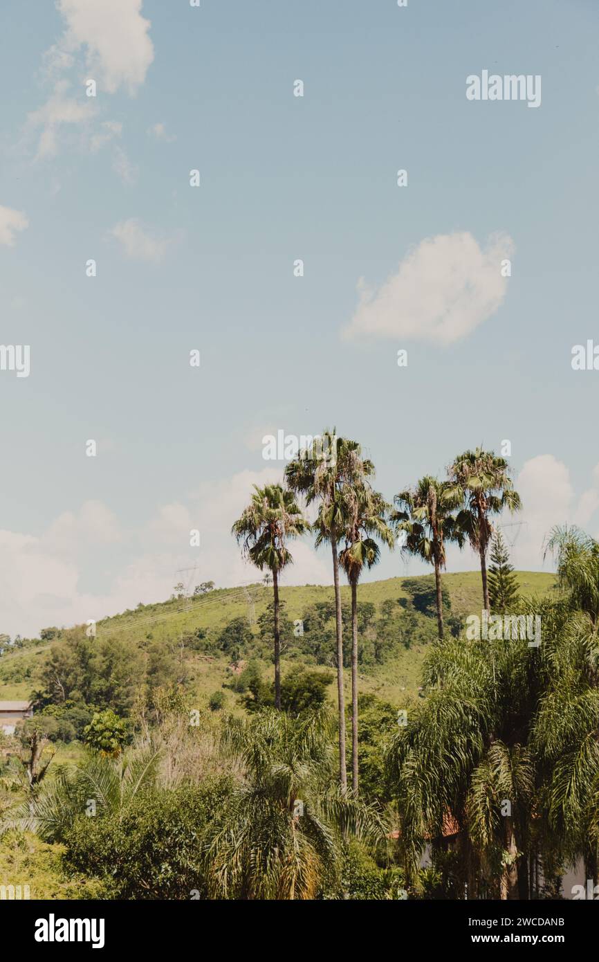 Palm trees on background mountains hi-res stock photography and images ...