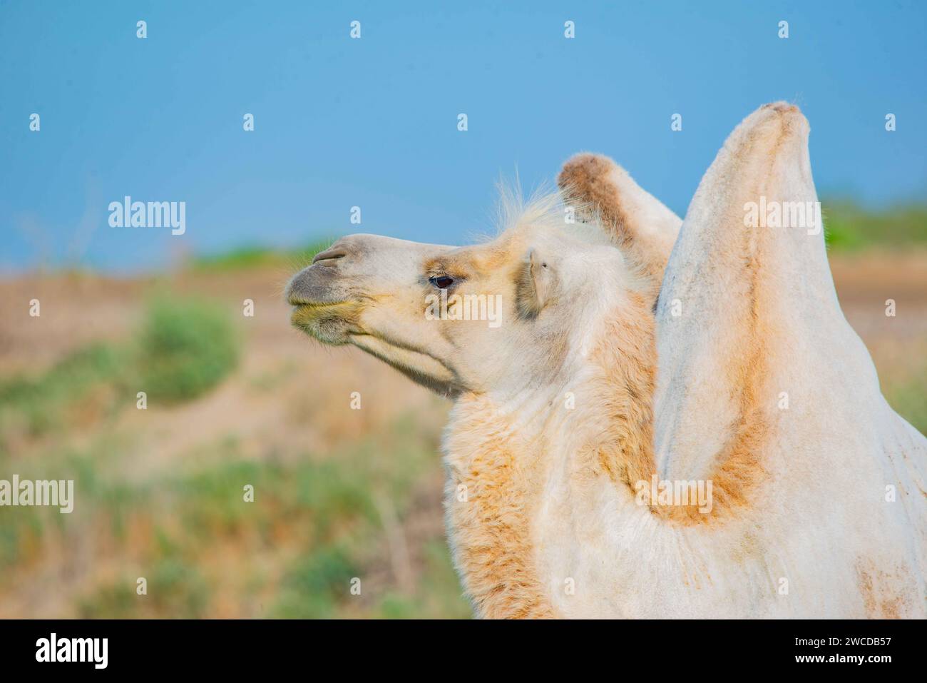 Profile of a white Bactrian camel in the steppe Stock Photo - Alamy