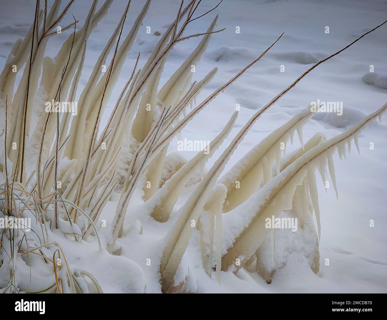 Spectacular ice formations on plants and bushes cold and windy day ...