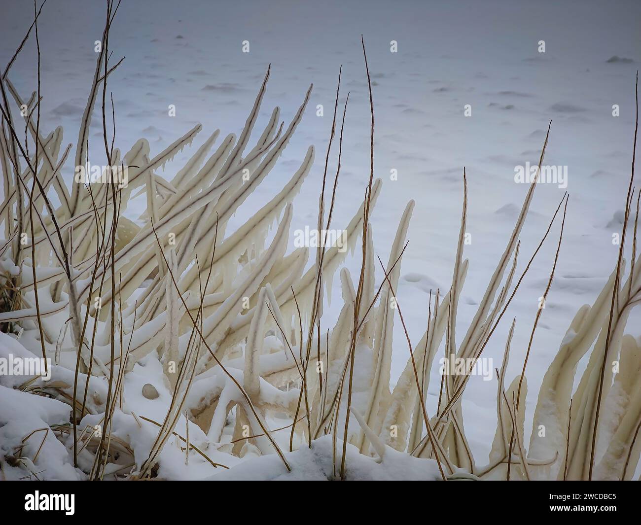 Spectacular ice formations on plants and bushes cold and windy day ...