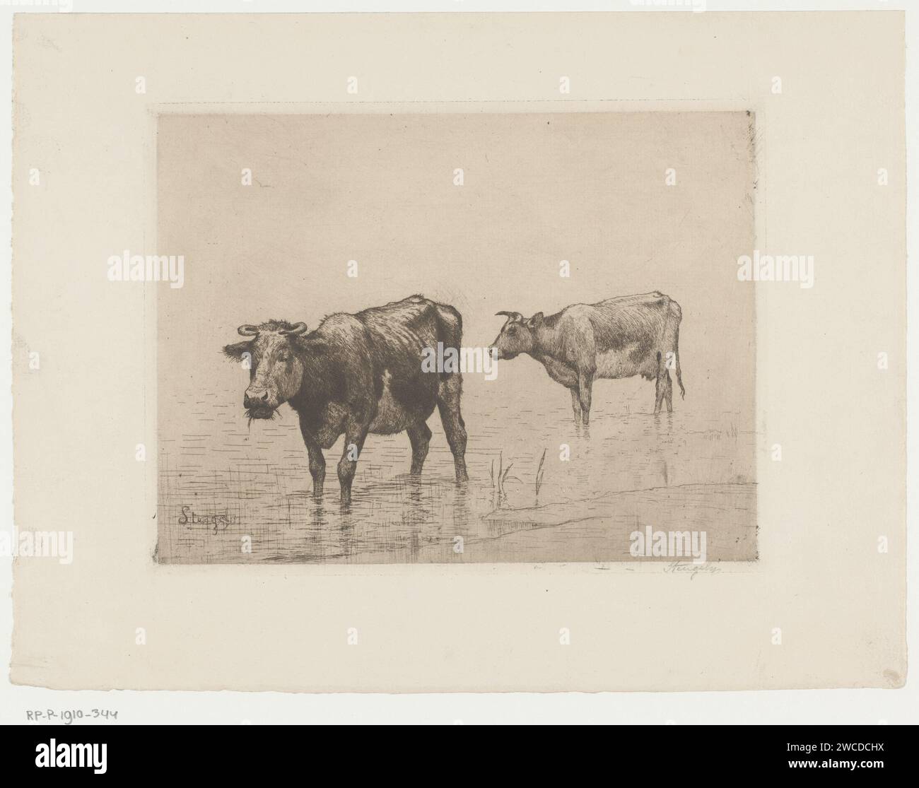Two cows in a lake, Alphonse Stengelin, 1862 - 1910 print paper etching ...