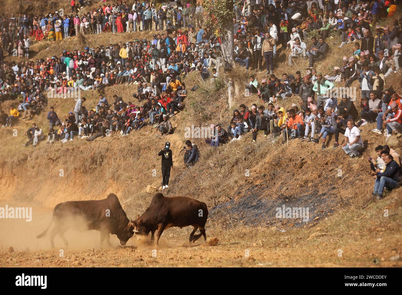 Annual bull fighting in Nepal on occasion of Maghe Sankranti/ Makar ...