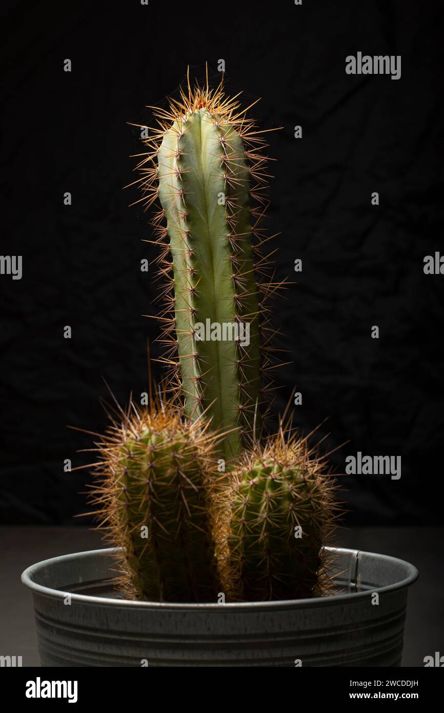 Cactus with a fun shape Stock Photo - Alamy
