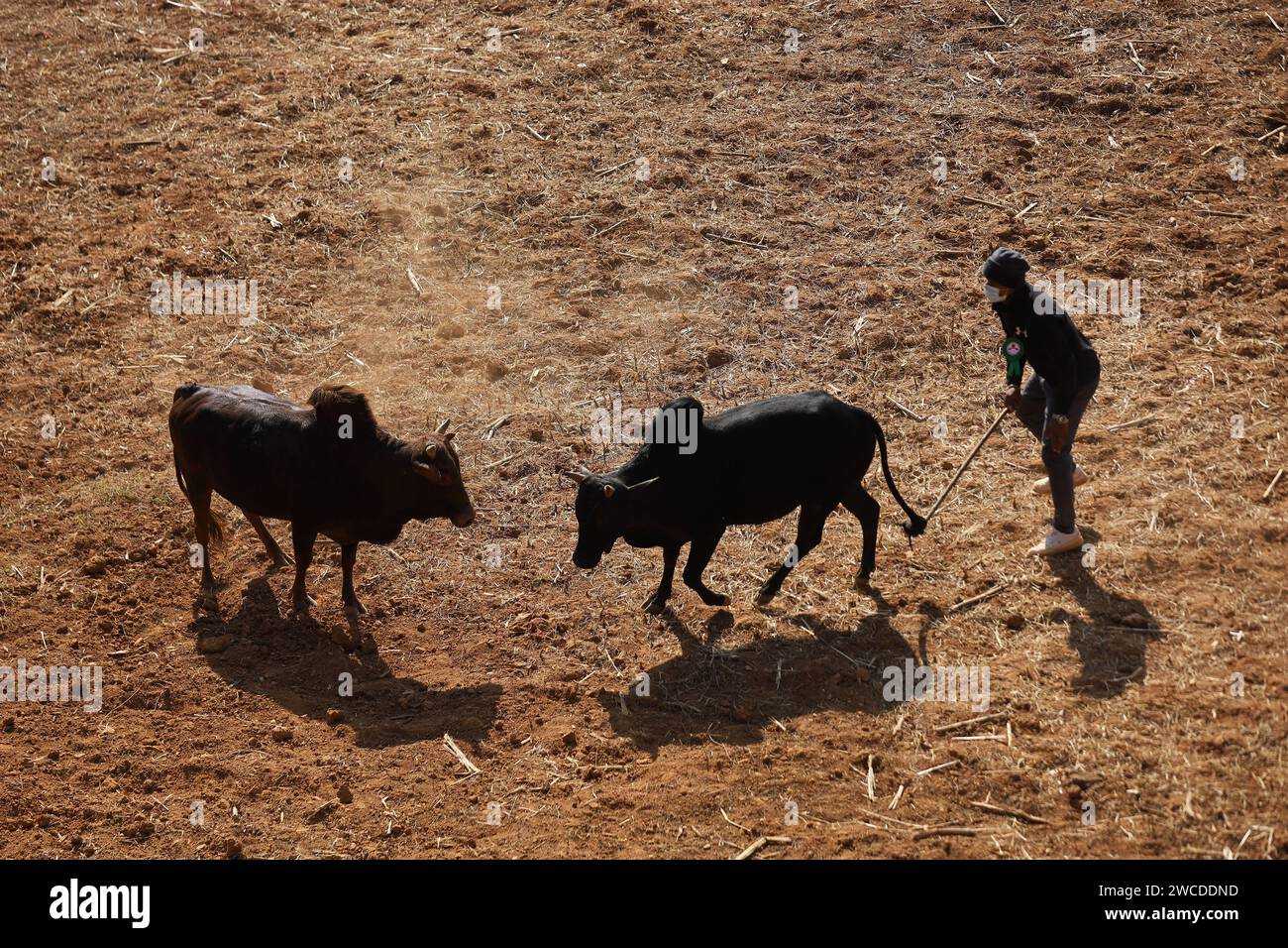 Annual bull fighting in Nepal on occasion of Maghe Sankranti/ Makar ...
